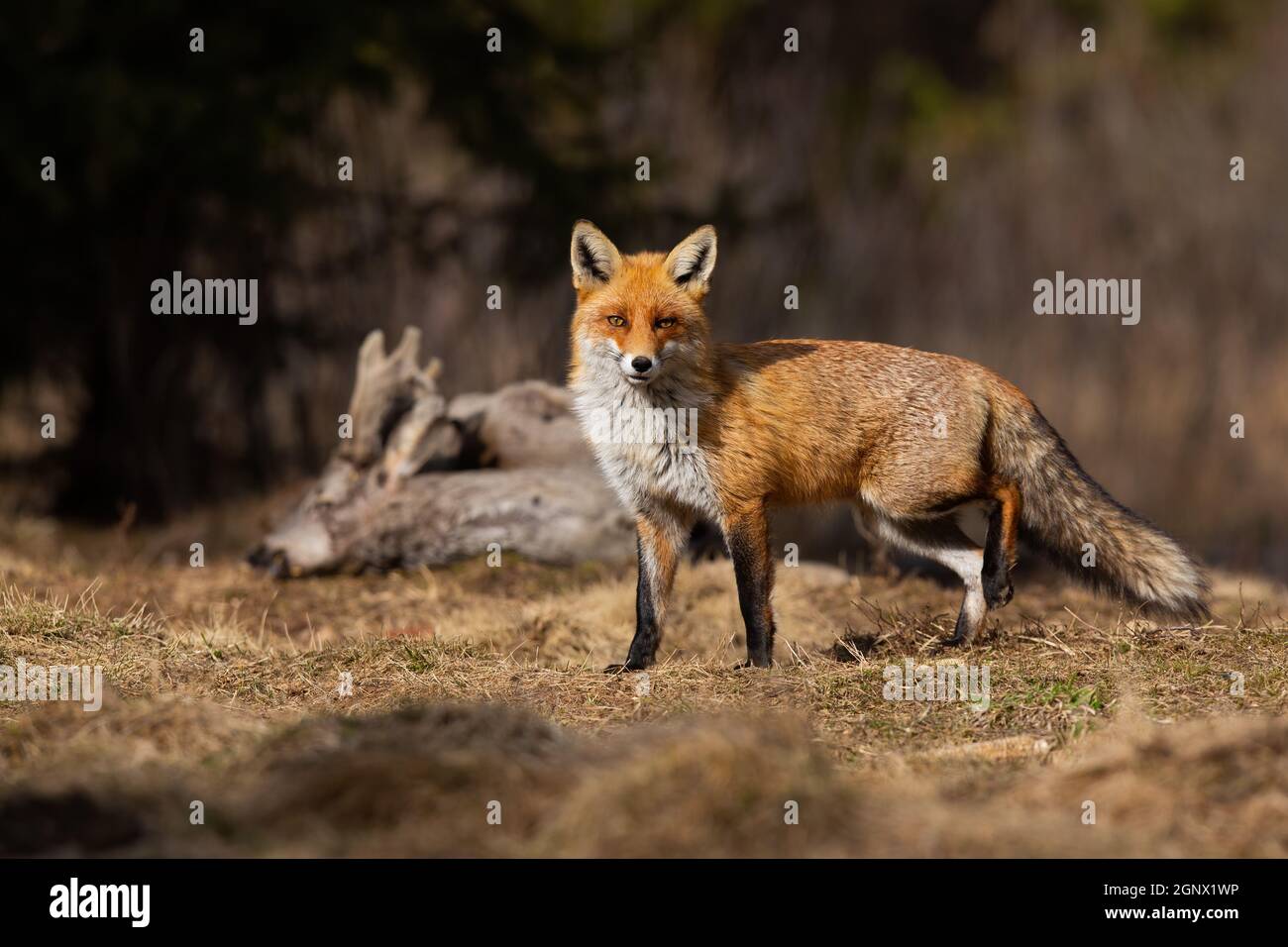 Majestueux renard roux, renard, vulpes vulpes, debout devant sa proie ...