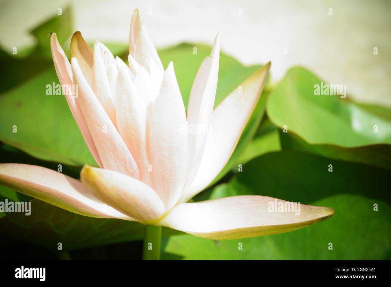 Gros plan d'un beau lotus blanc qui pousse dans un étang Photo Stock ...