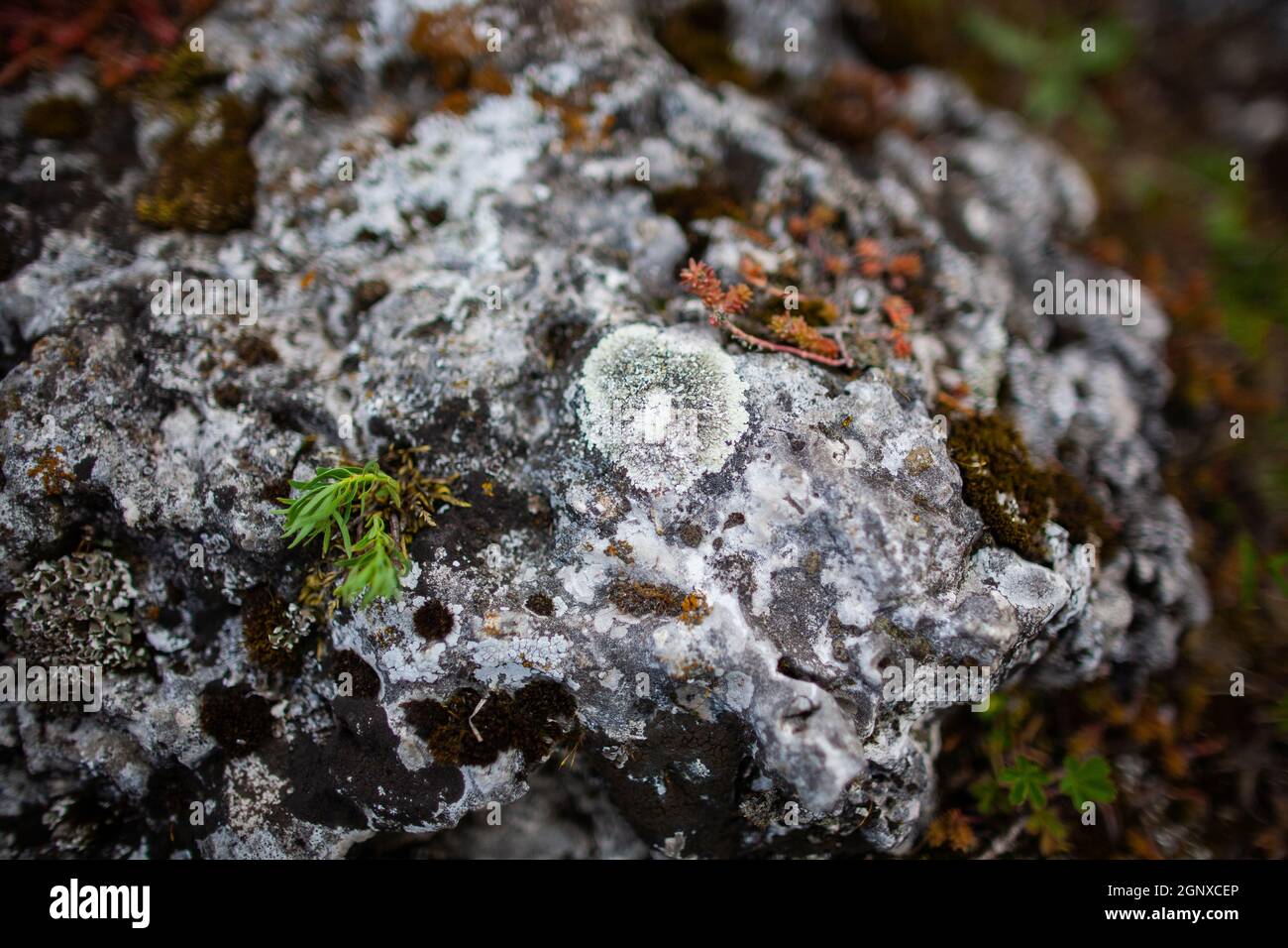 Mousse et lichen sur rocher Banque de photographies et d’images à haute ...