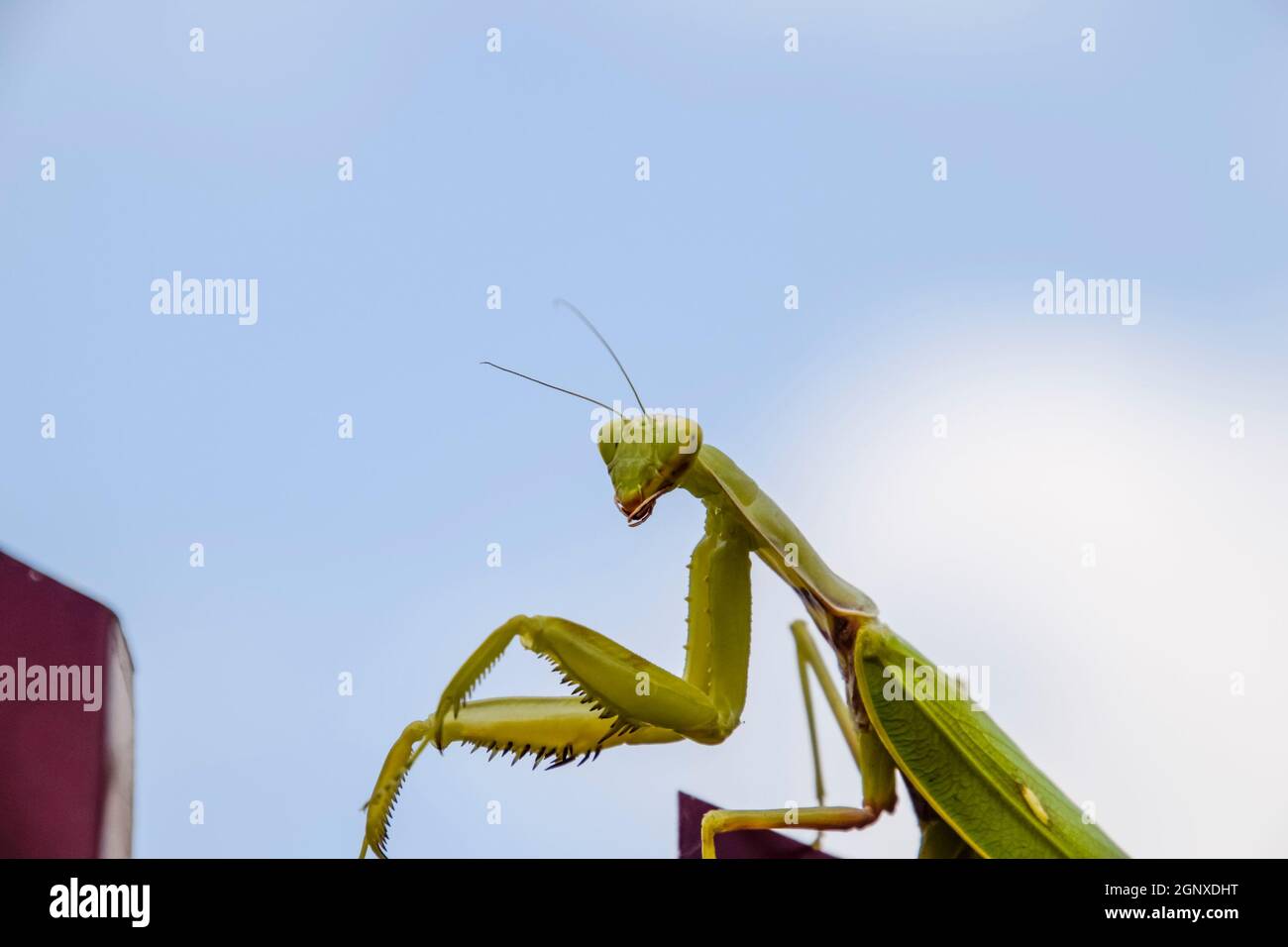 La mante religieuse sur un mur rouge. Les insectes prédateurs mantis ...