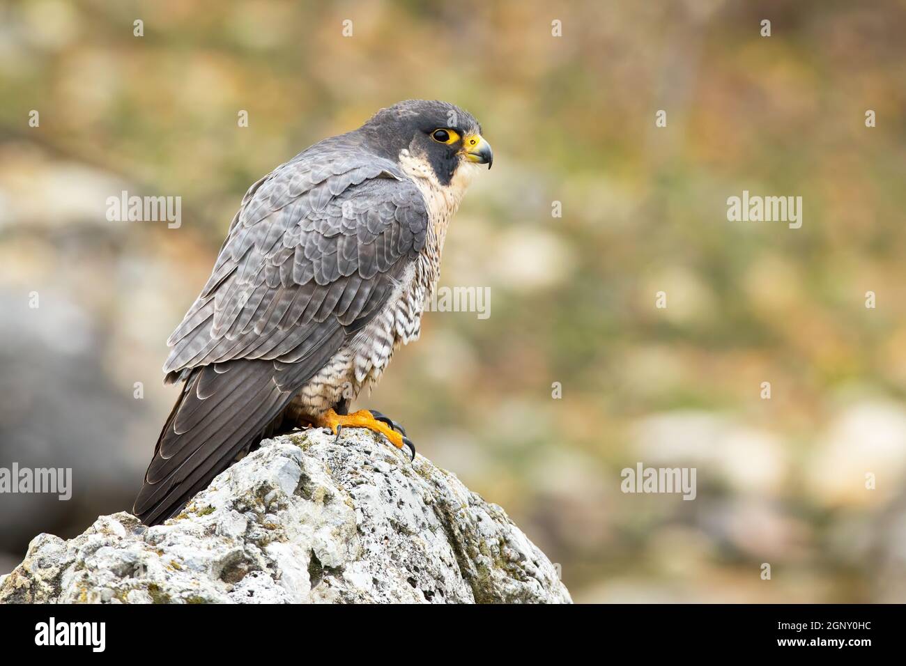 Magnifique faucon pèlerin, falco peregrinus, qui se retrouve sur le ...