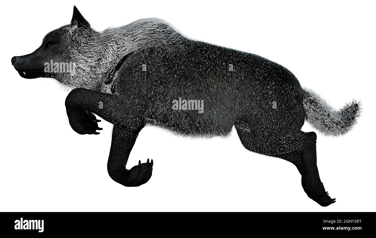 Loup sautant Banque d'images détourées - Alamy