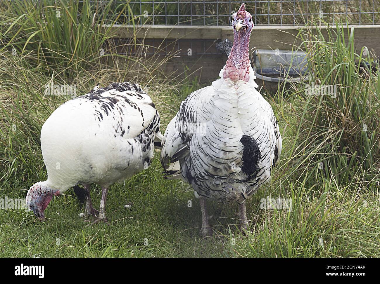 Crollwitz turquie Banque de photographies et d’images à haute ...