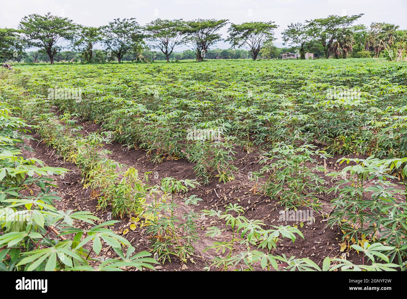 Le manioc ou le tapioca grandissent dans l'agriculture agricole, le ...