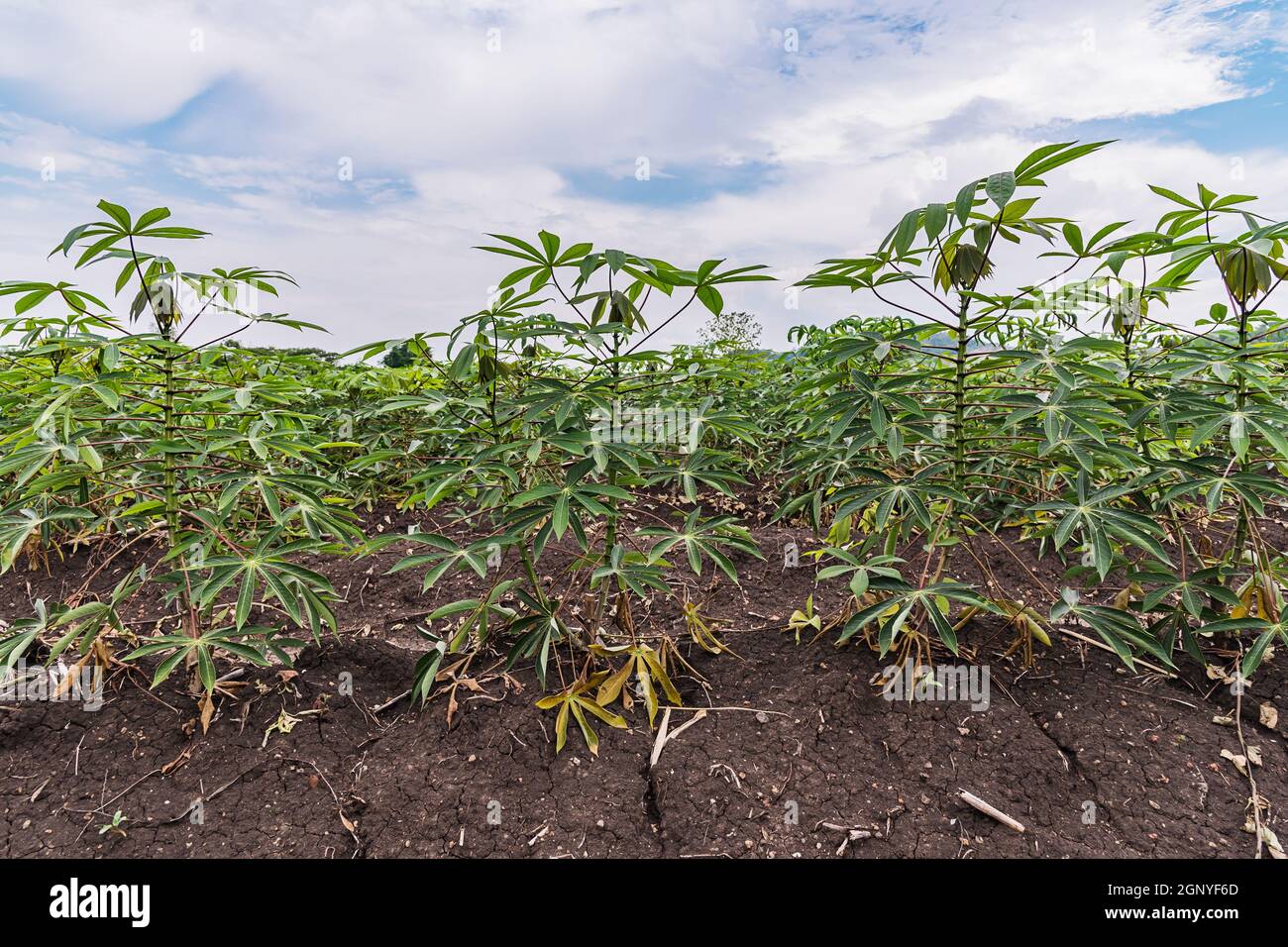 Tronc de manioc Banque de photographies et d’images à haute résolution ...
