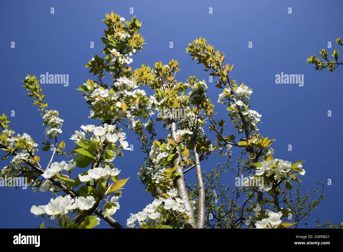 Branche de poirier sauvage en fleurs Banque de photographies et d ...