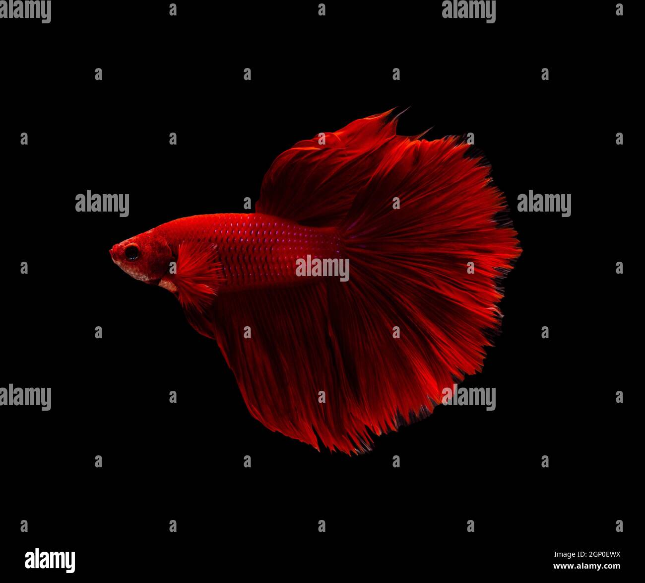 Poisson de combat siamois ou poisson de Betta splendens, poisson d ...