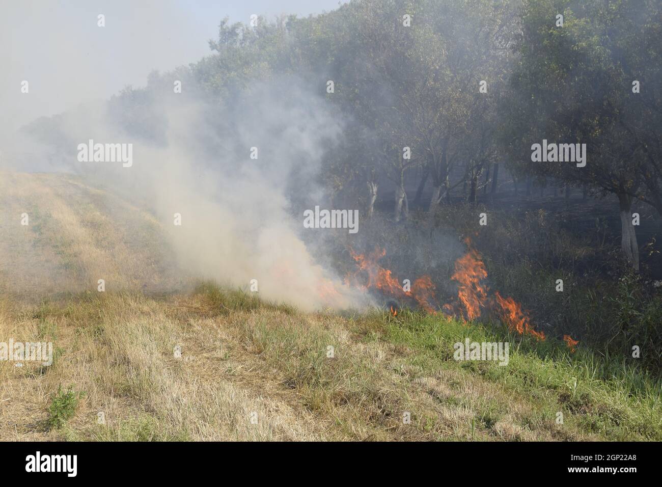 Incendie dans la forêt. Le feu et la fumée dans la litière. L'herbe est ...