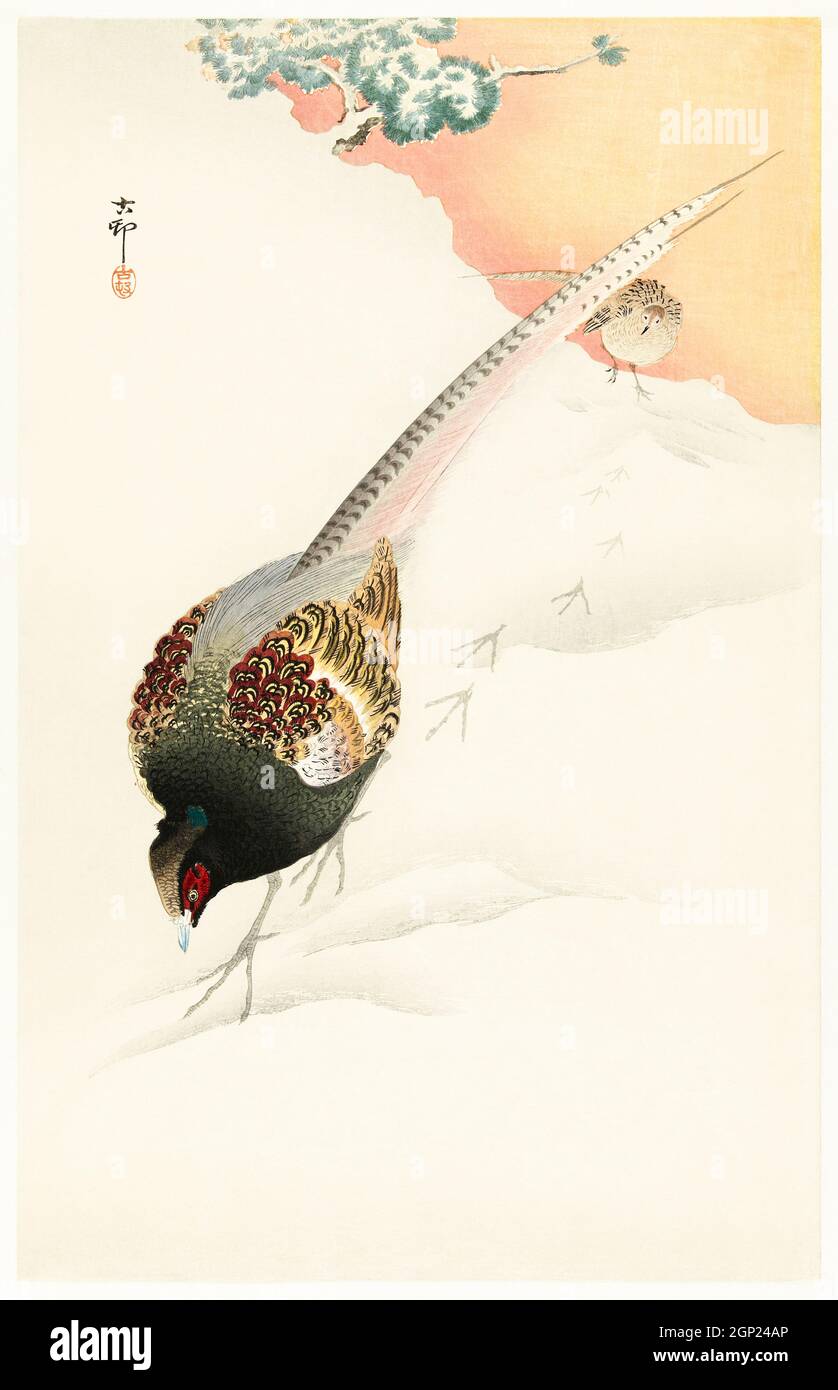 Faisan japonais Banque de photographies et d’images à haute résolution ...