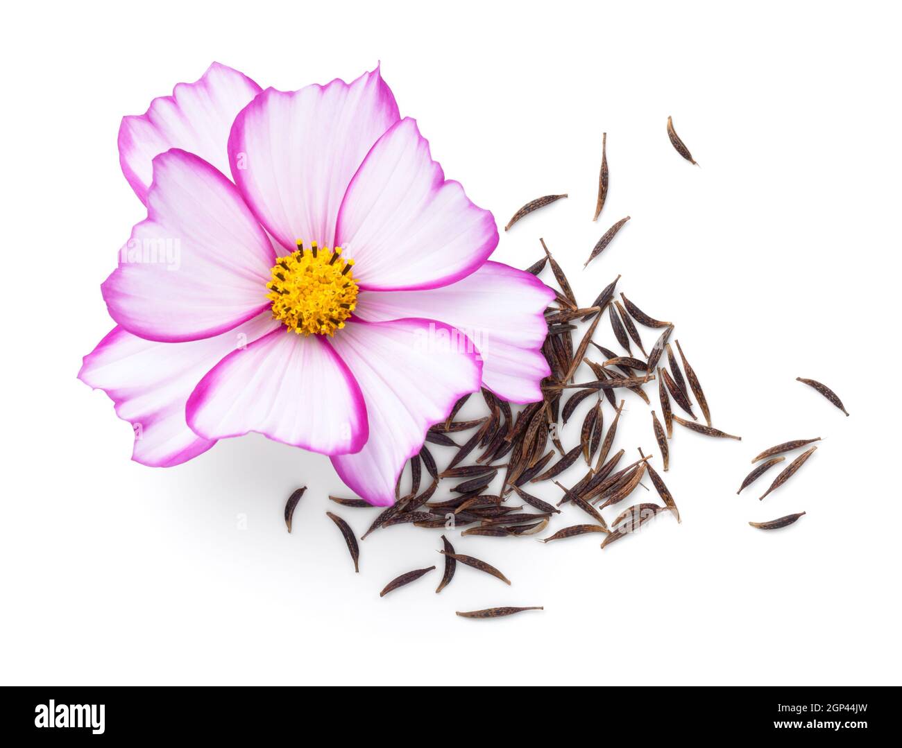Graine de cosmos Banque d'images détourées - Alamy