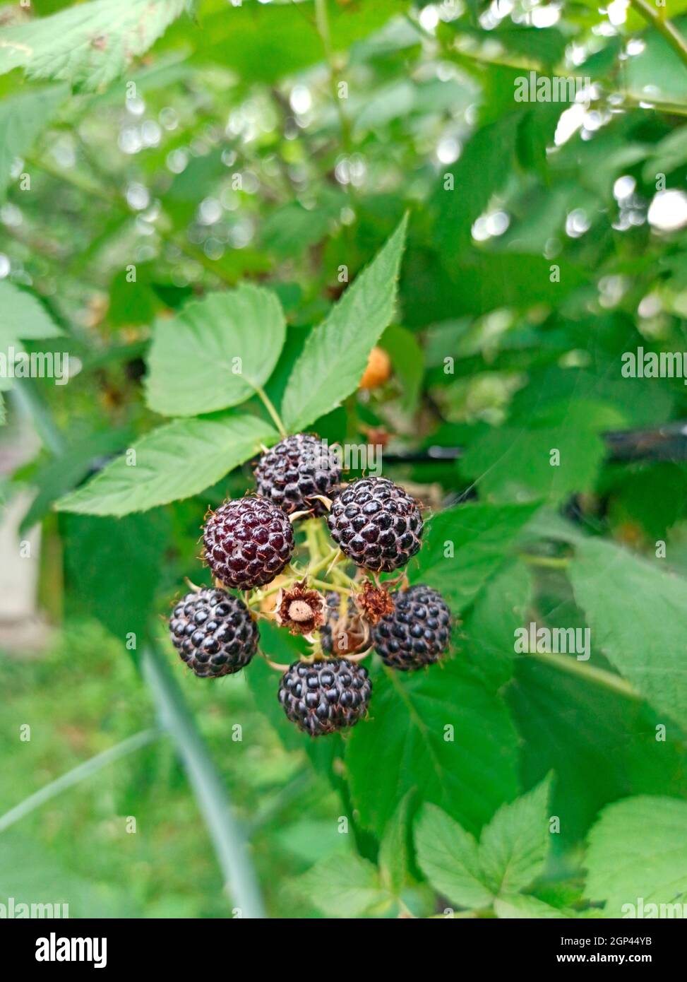 La framboise noire est suspendue dans la brousse. Rubus mûr ...