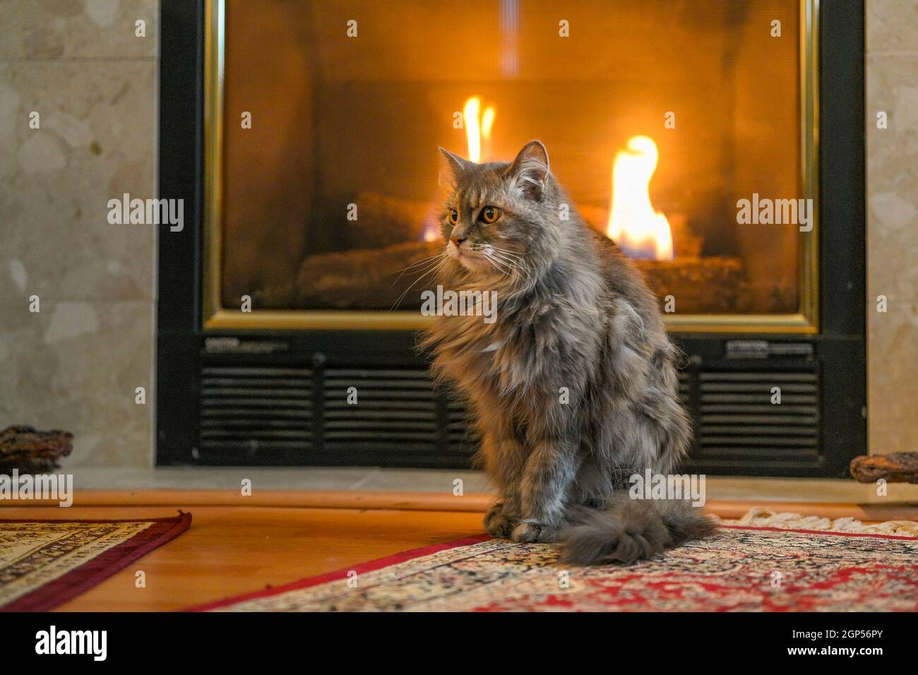 Chat au coin du feu Banque de photographies et d’images à haute ...