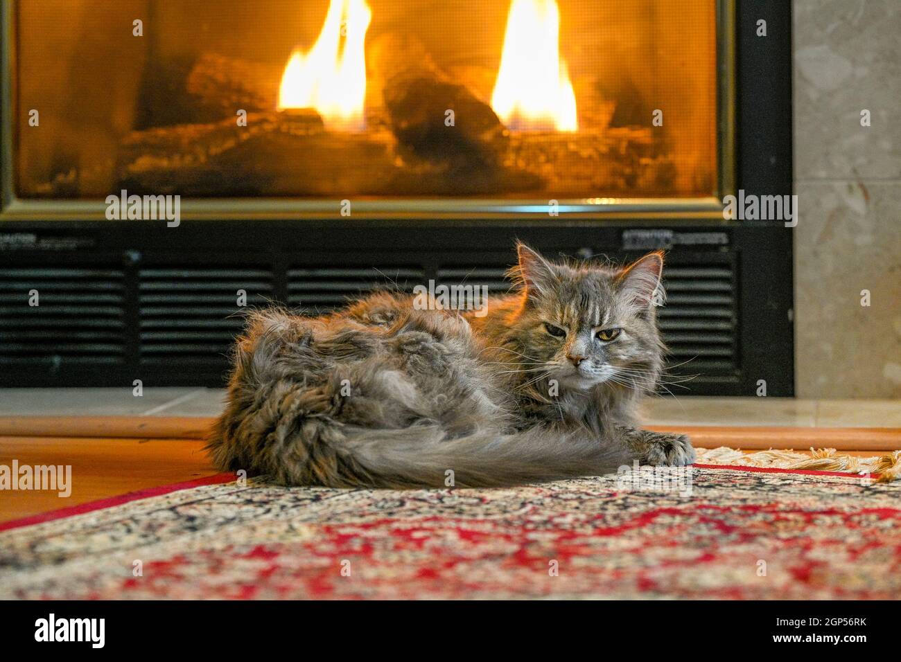 Chat au coin du feu Banque de photographies et d’images à haute ...