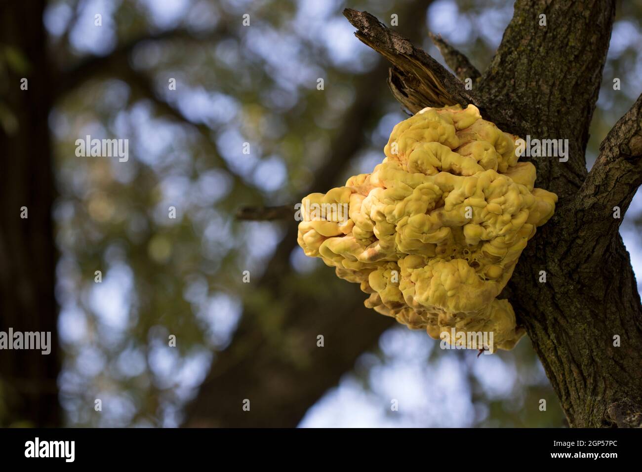 Le champignon Laetiporus sulfureus en gros plan. Grand champignon jaune ...