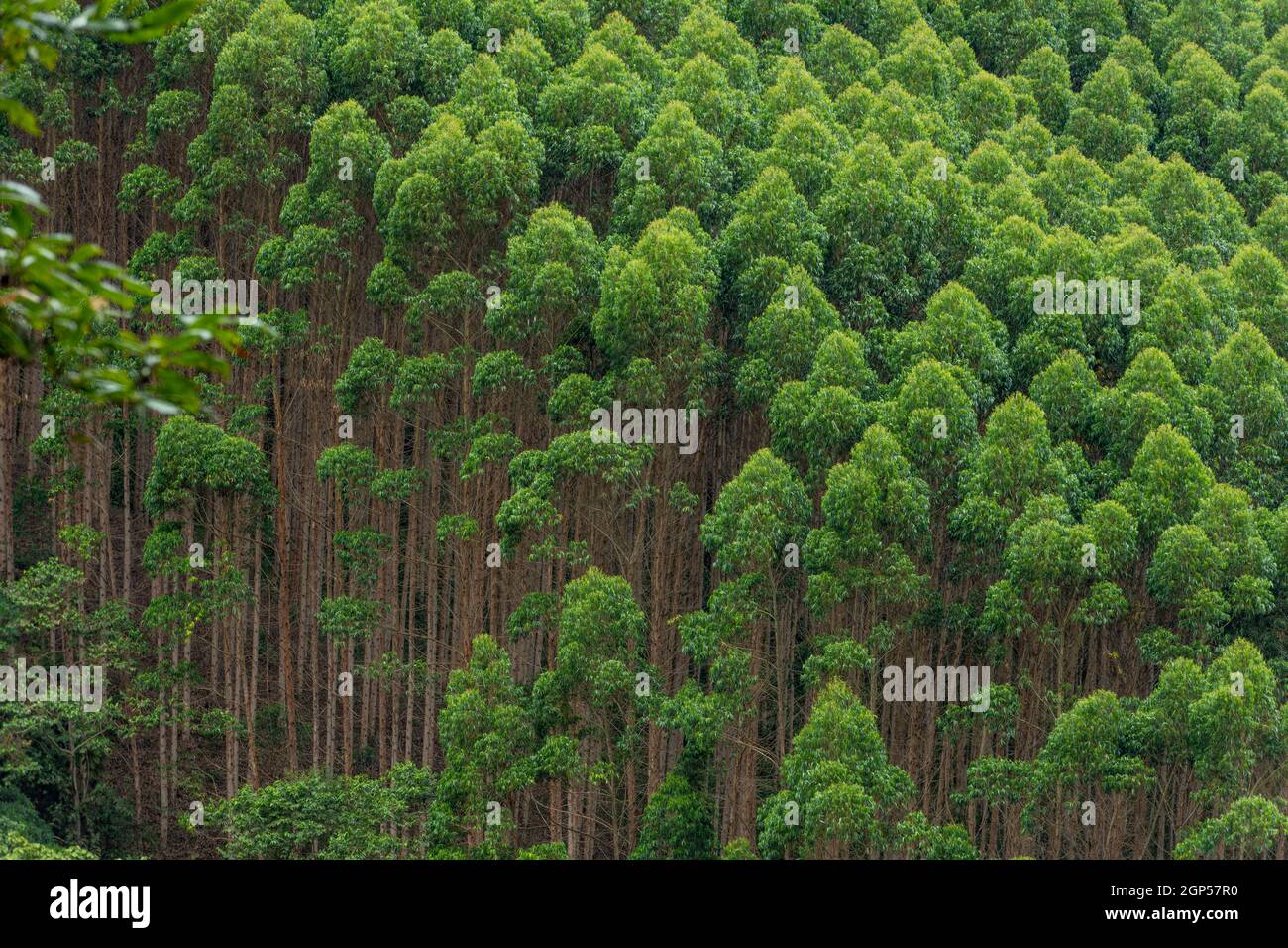 Eucalyptus plantations Banque de photographies et d’images à haute ...