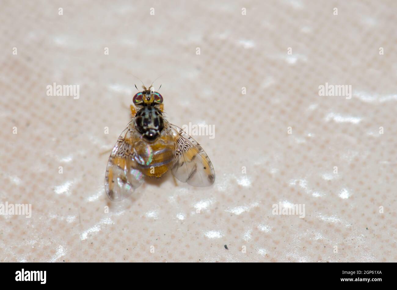 La mouche méditerranéenne des fruits Banque de photographies et d ...