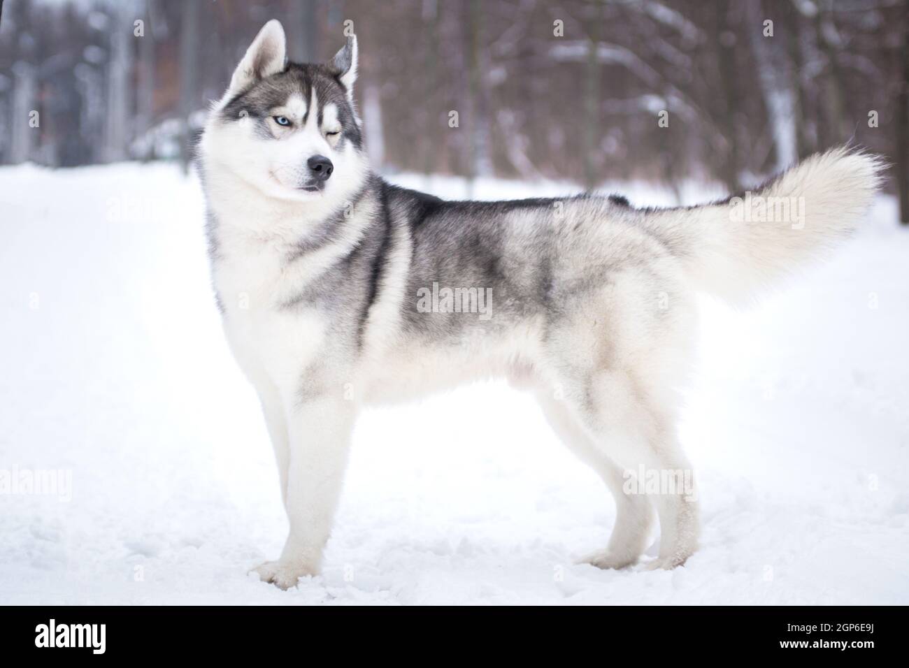 Husky Blanc Et Gris