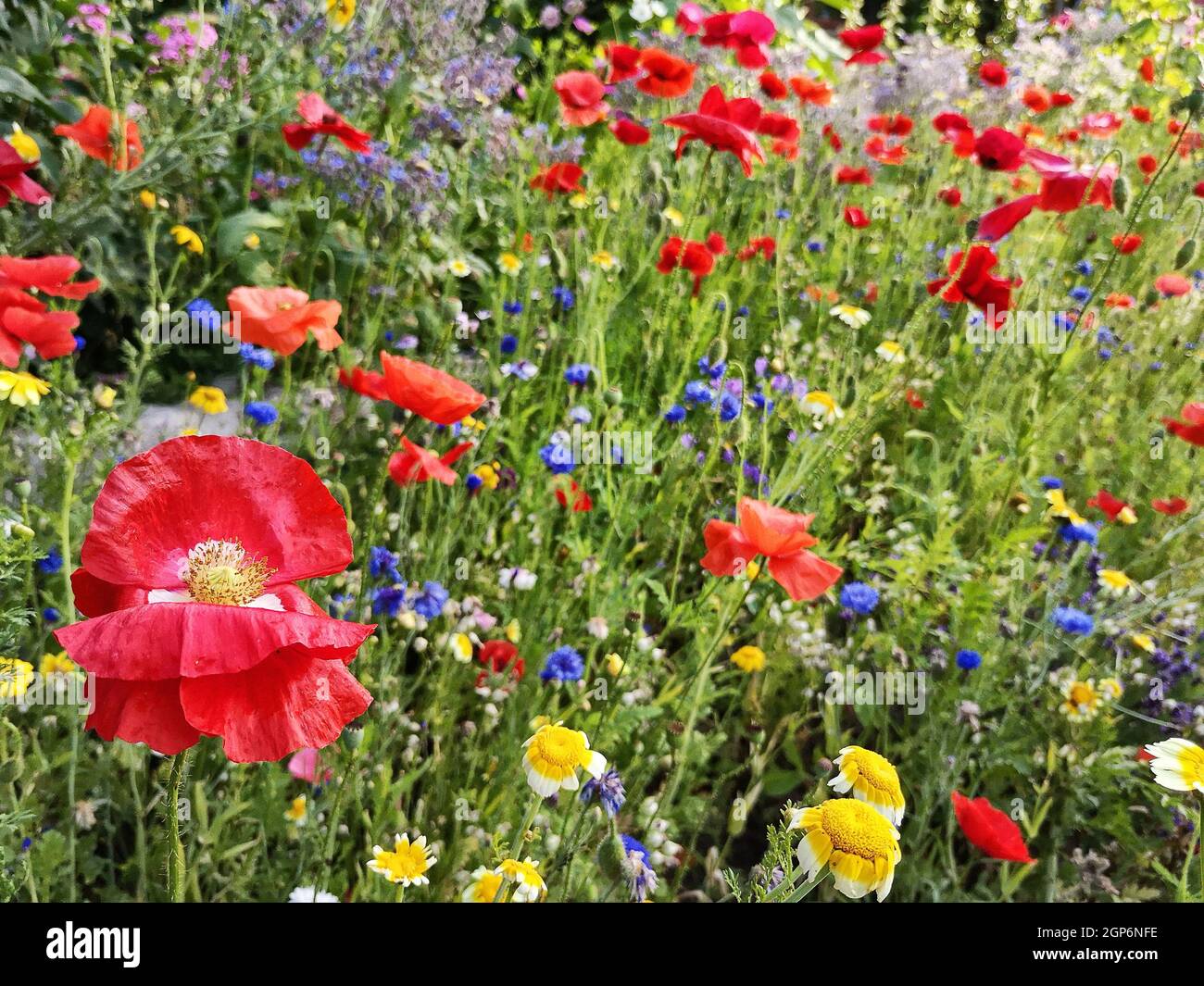 Bunte blumenwiese Banque de photographies et d’images à haute résolution - Alamy