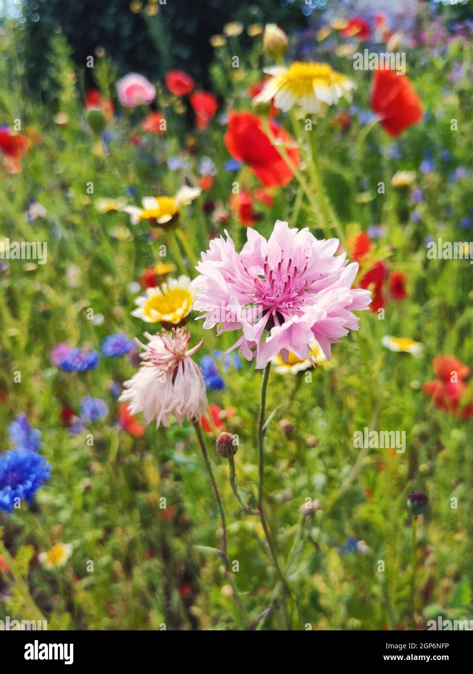 Bunte blumenwiese Banque de photographies et d’images à haute résolution - Alamy