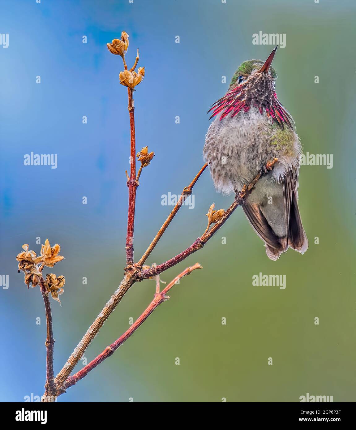 Calliope hummingbird Banque de photographies et d’images à haute ...