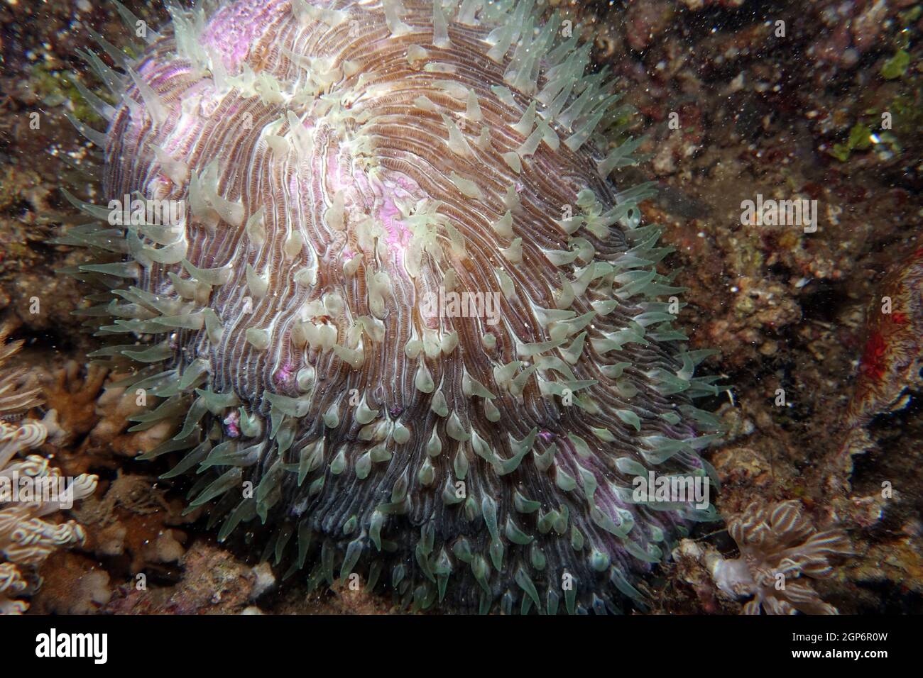 Lobactis scutaria Banque de photographies et d’images à haute ...