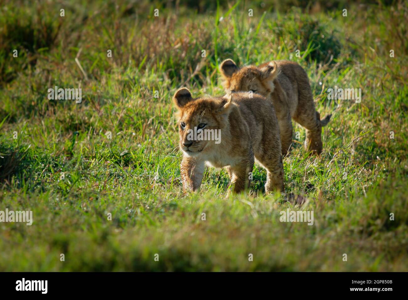 Lion - Panthera lion roi des animaux. Lion - le plus grand chat ...