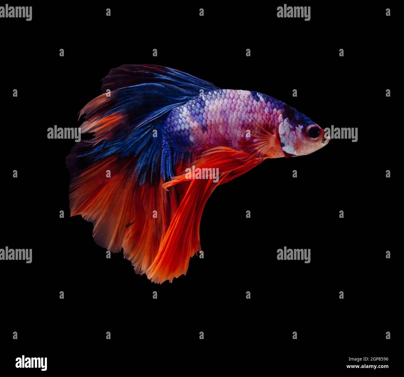 Poisson de combat siamois ou poisson de Betta splendens, poisson d ...
