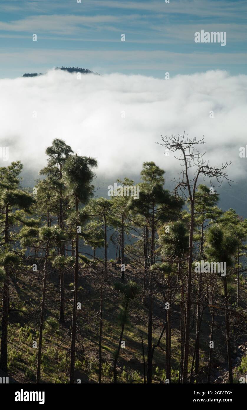 Forêt de pins de l'île des Canaries Pinus canariensis, mer de nuages et ...