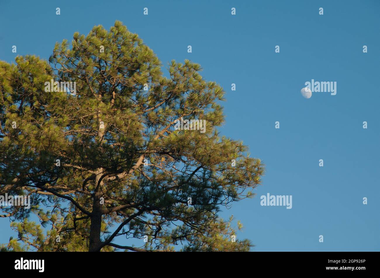 Pin des canaries majestueux pinus canariensis Banque de photographies ...
