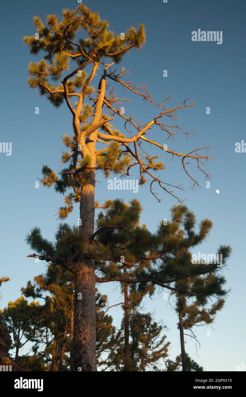 Pin des canaries majestueux pinus canariensis Banque de photographies ...