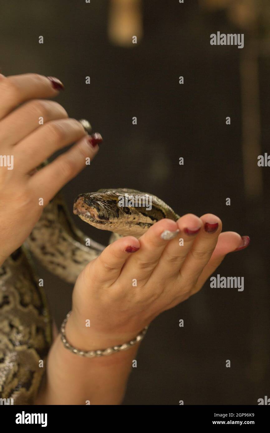 Baby pythons Banque de photographies et d’images à haute résolution - Alamy