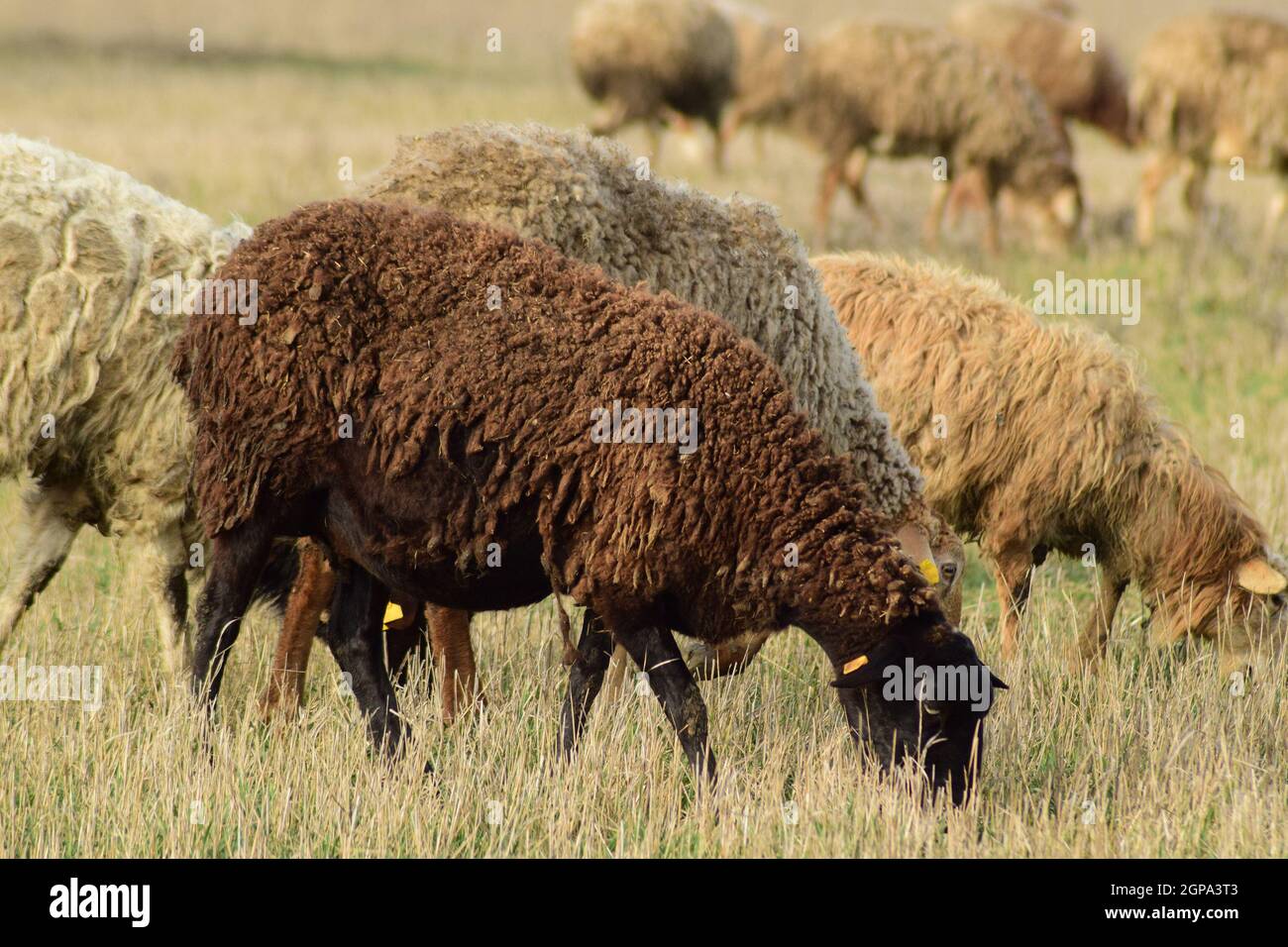 Moutons dans le pâturage. Troupeau de moutons de pâturage au printemps ...