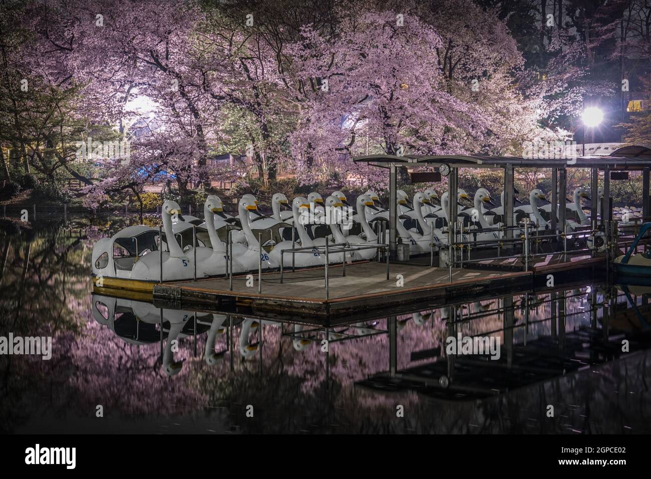 Cerisiers en fleurs et bateau de canard du parc Inokashira. Lieu de ...