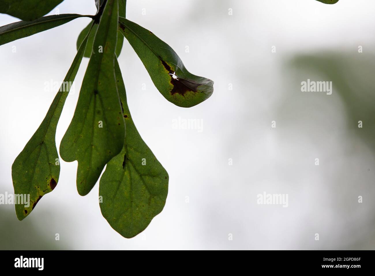 Trou Dans La Feuille Banque d'image et photos - Alamy