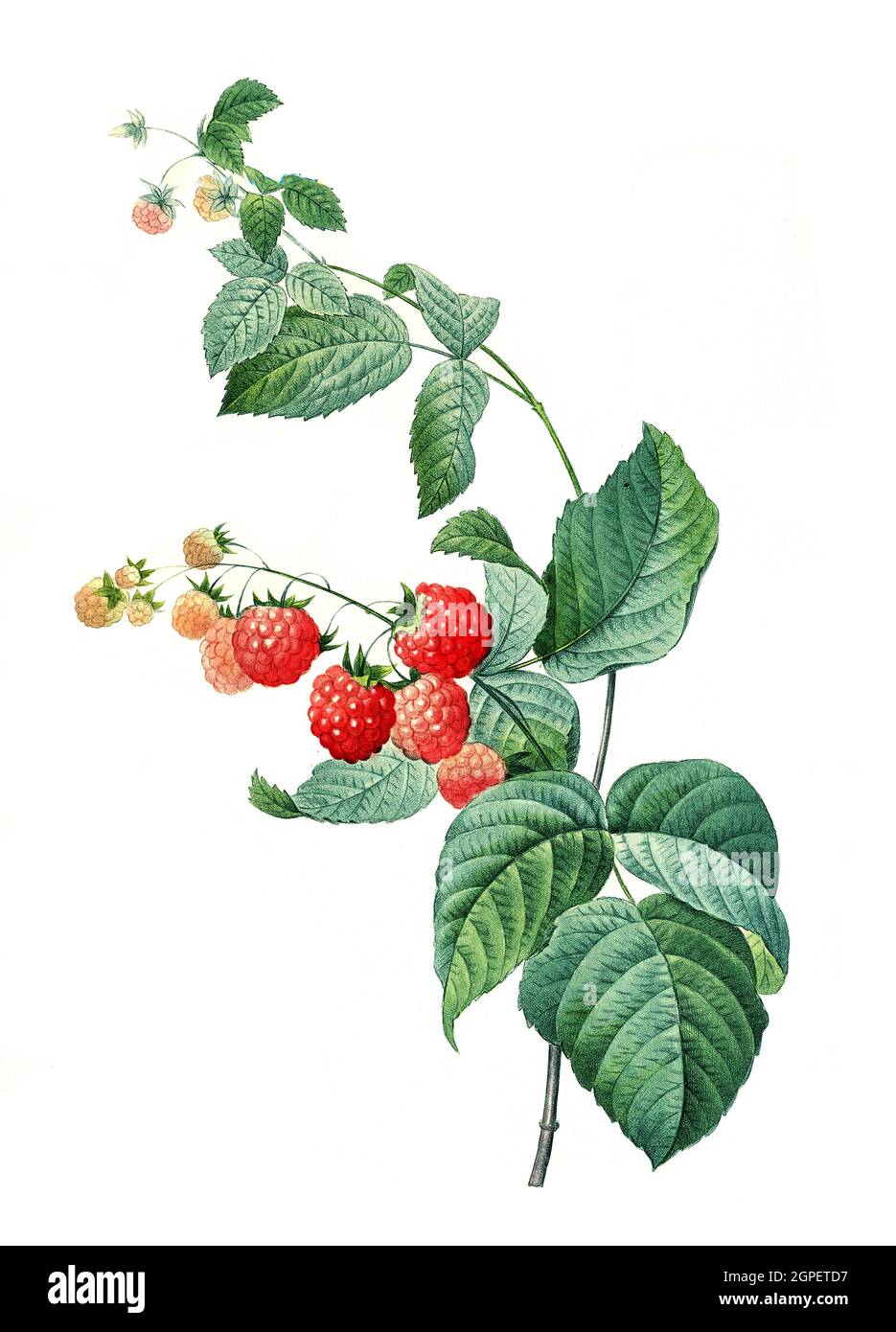 Dessin de framboise Banque de photographies et d’images à haute ...