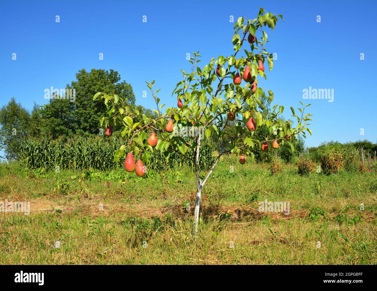 Arbre de plus en plus de poires rouges Banque de photographies et d ...