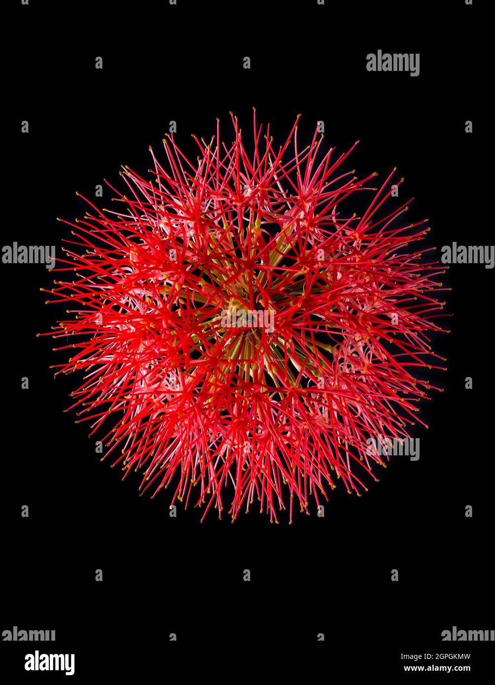 Fleur de lys boule de feu Banque de photographies et d’images à haute ...