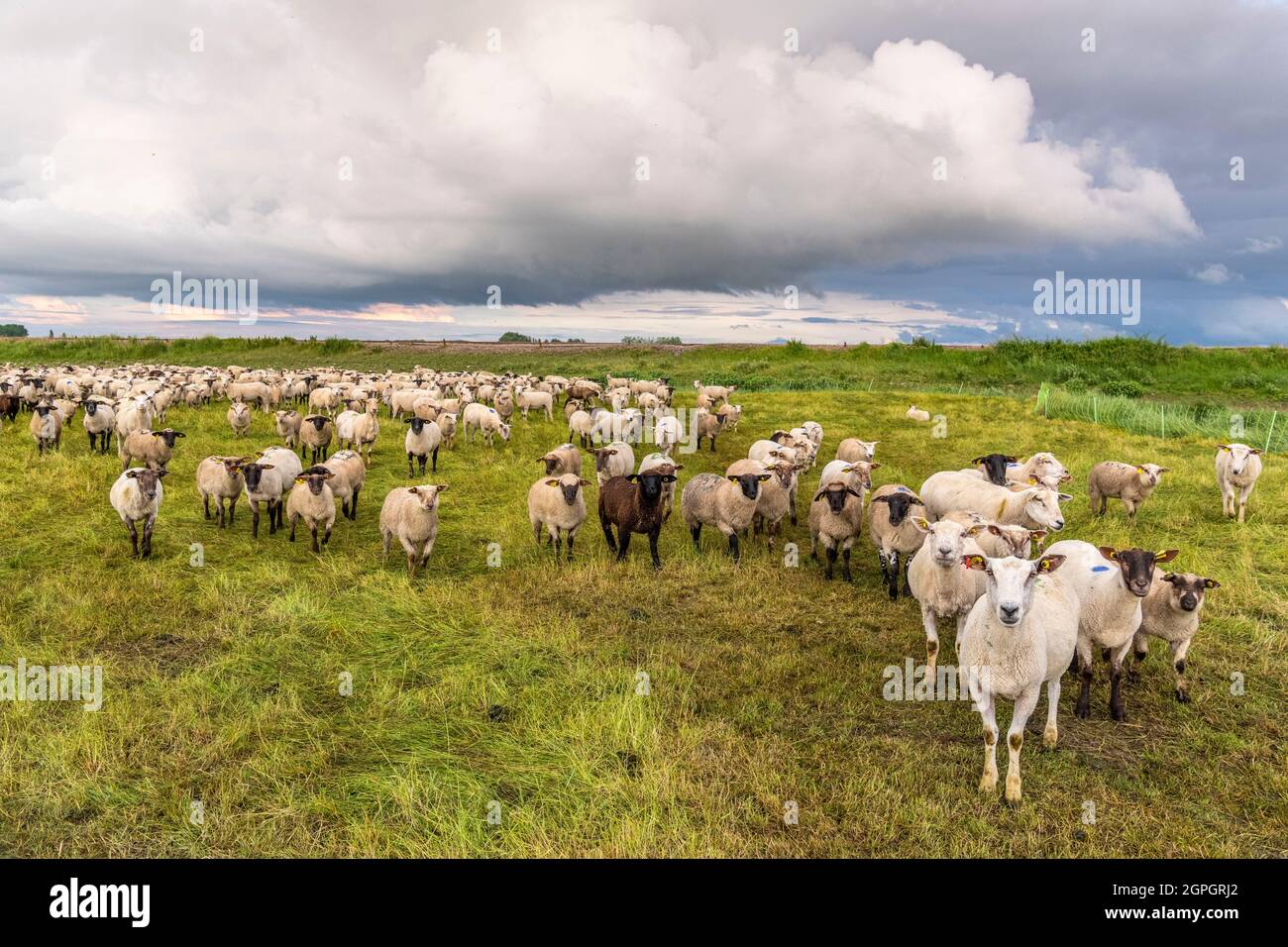 France, somme (80), Baie de somme, Noyelles-sur-mer, moutons de prairie ...