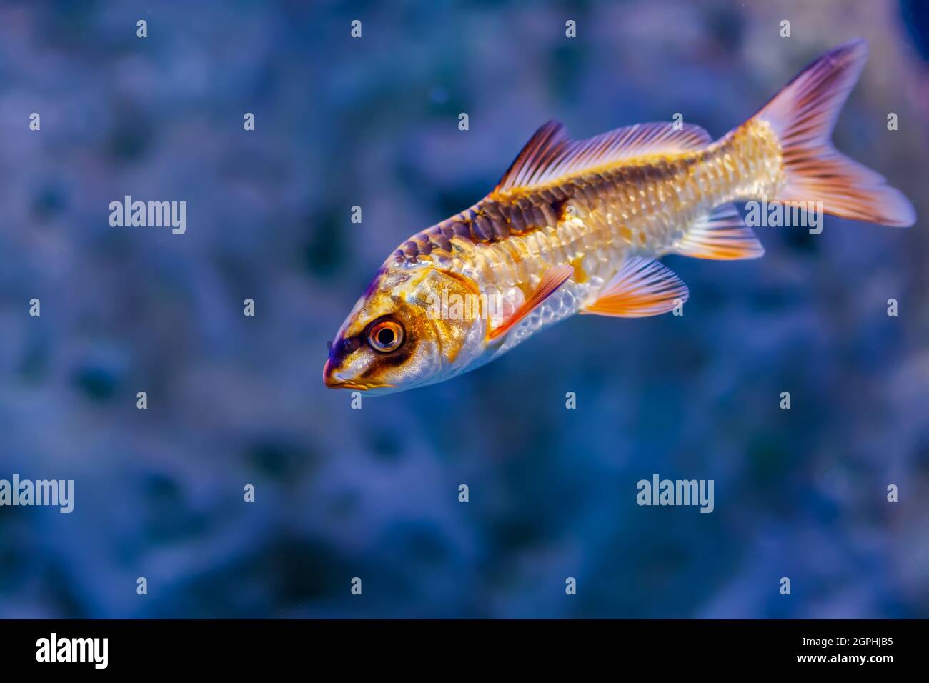 Poissons d'aquarium avec nageoires et queue jaunes Banque de ...