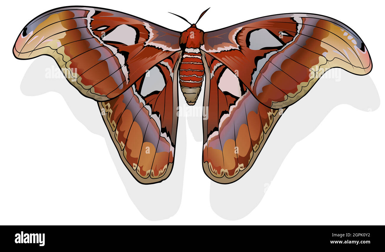 Atlas papillon attacus atlas Banque d'images vectorielles - Alamy