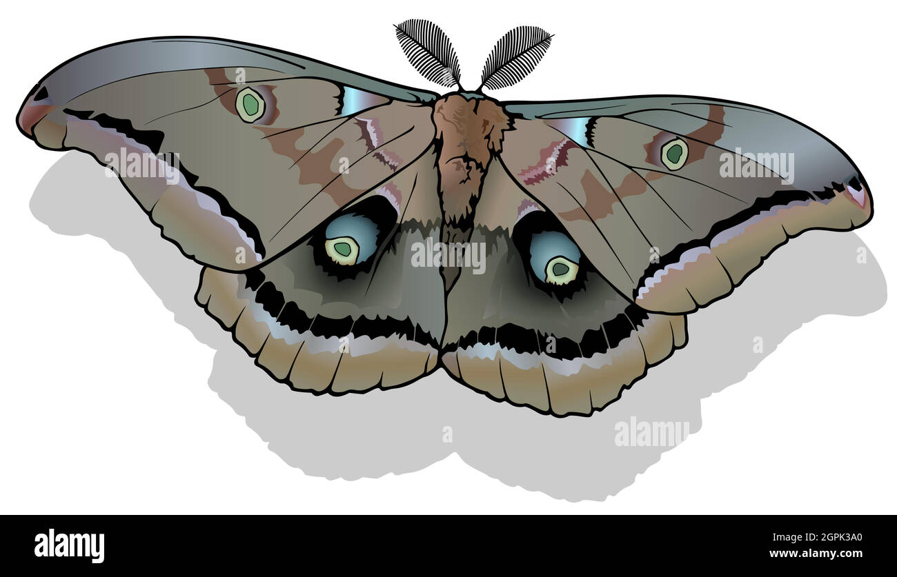 Polyphemus moth Banque d'images vectorielles - Alamy
