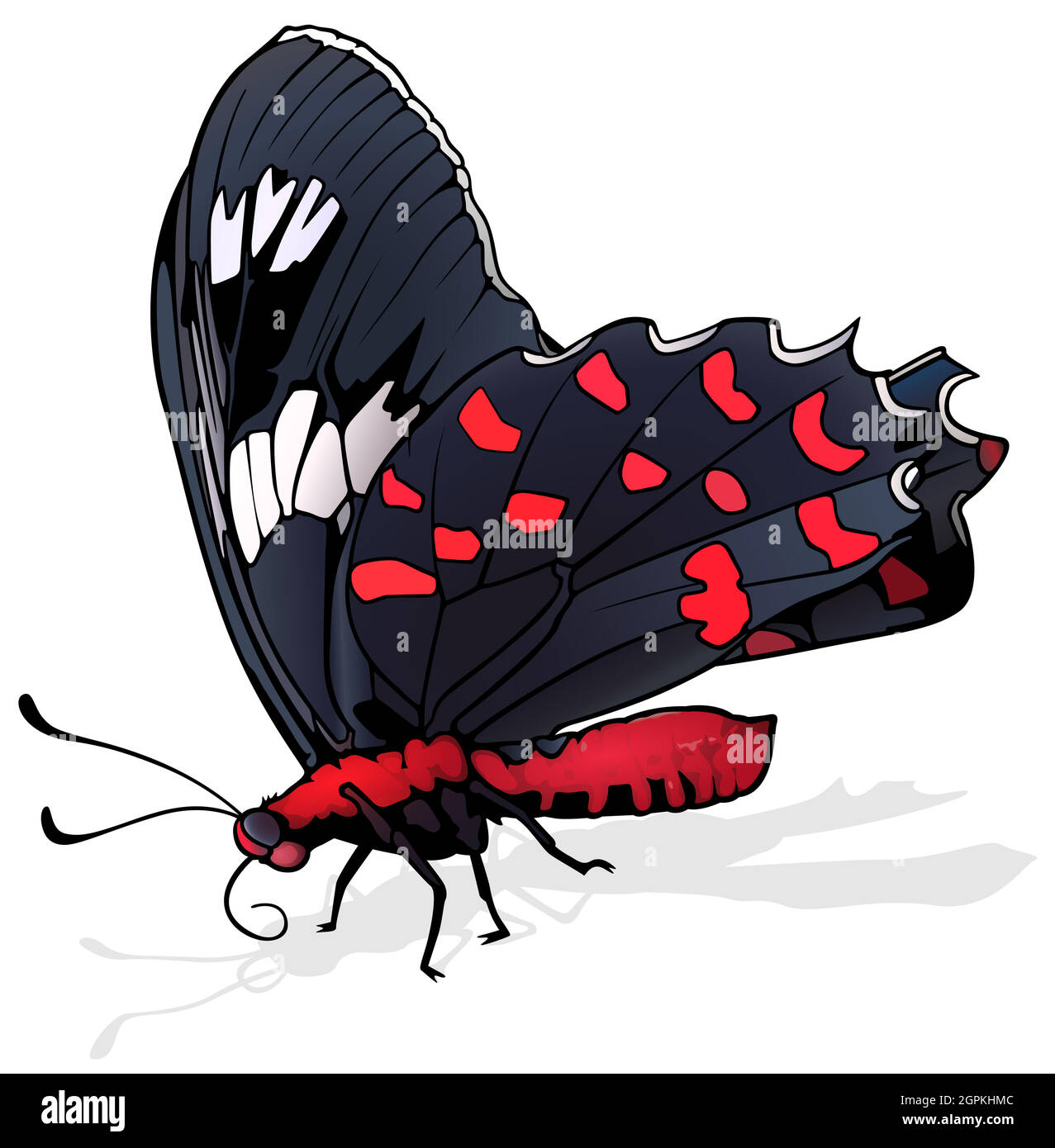 Taches de rose Banque d'images vectorielles - Alamy