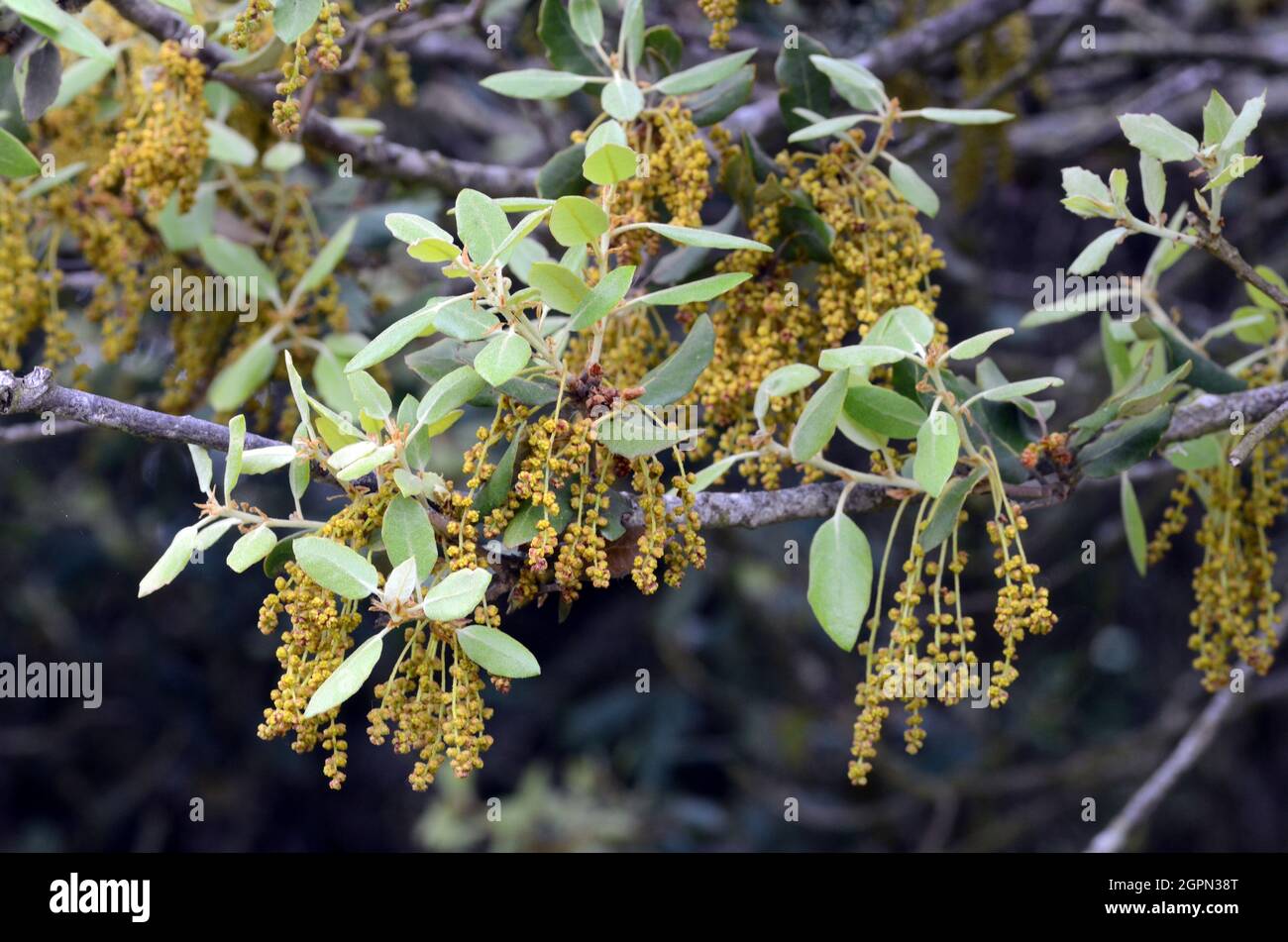 Chêne vert botanique Banque de photographies et d’images à haute ...