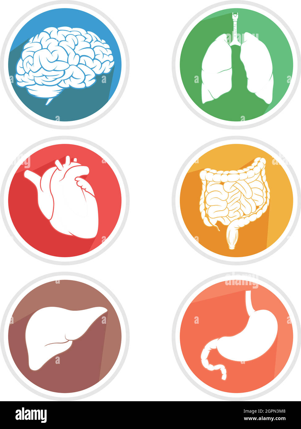 Human Internal Organ Icon Body Parts Symbol Illustration dessin Image ...