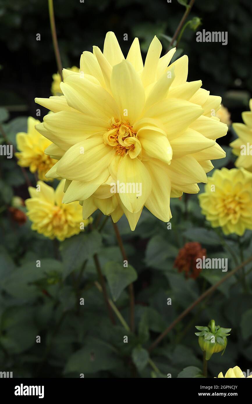 Classe figaro Banque de photographies et d’images à haute résolution ...