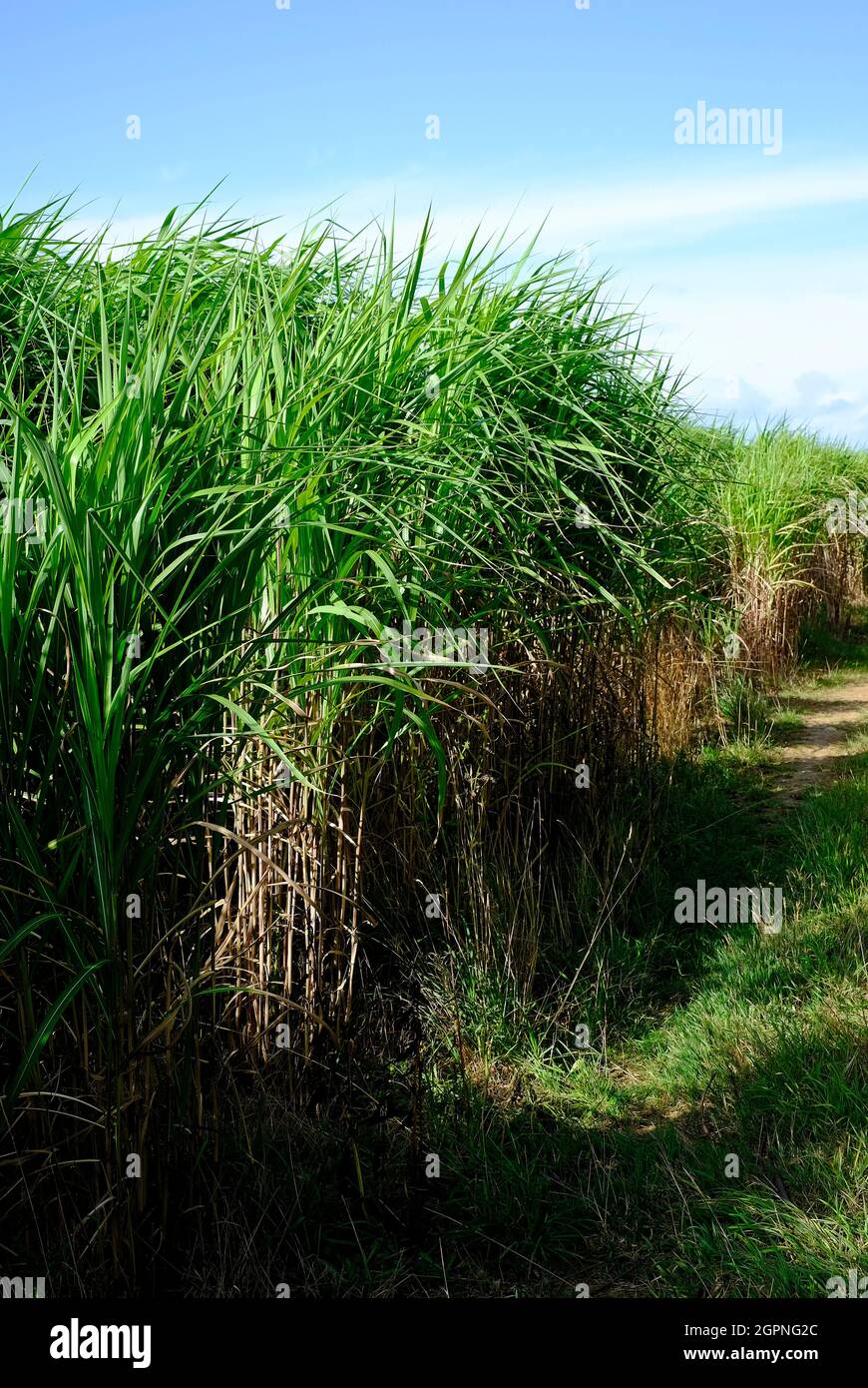 Miscanthus giganteus Banque de photographies et d’images à haute ...