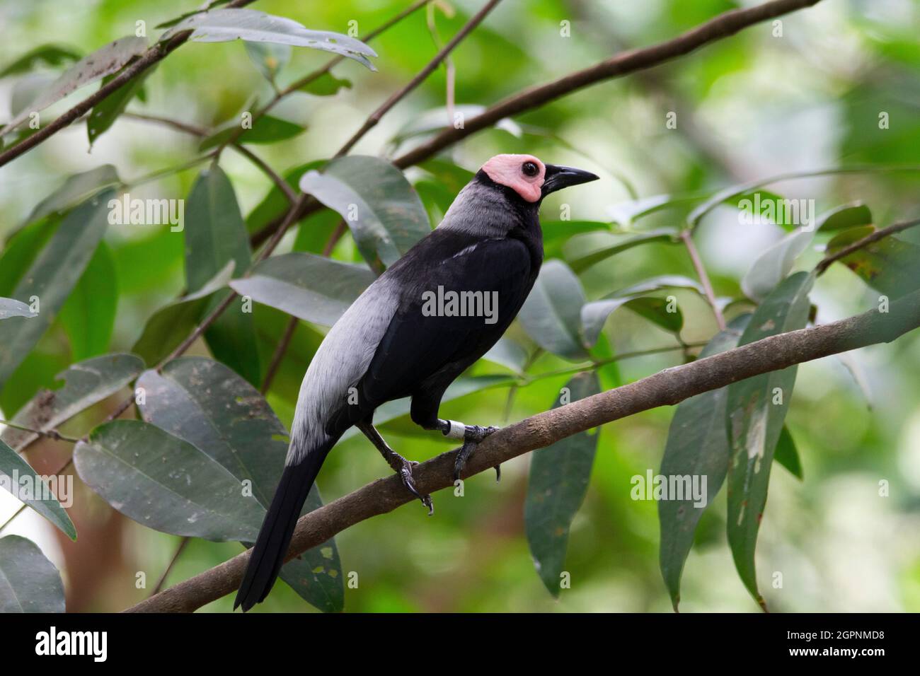 Sarcops calvus Banque de photographies et d’images à haute résolution ...