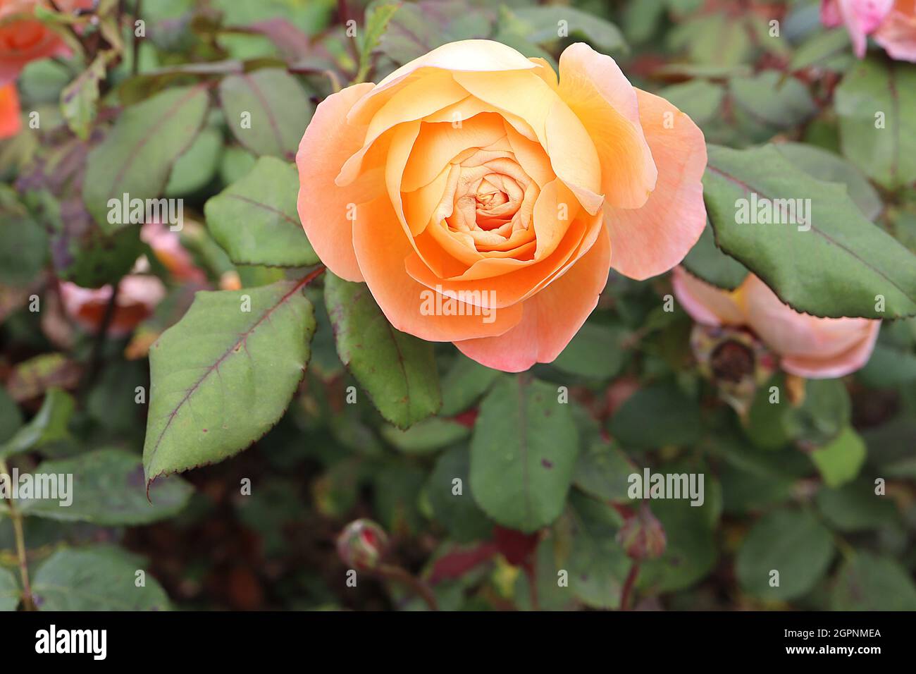 Emma rose Banque de photographies et d’images à haute résolution - Alamy