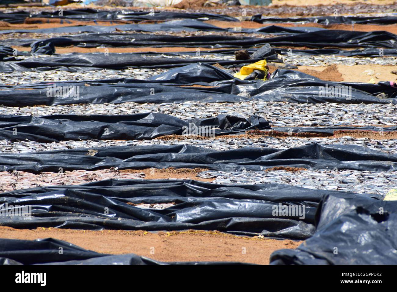 Processus de poisson sec biologique Banque de photographies et d’images ...
