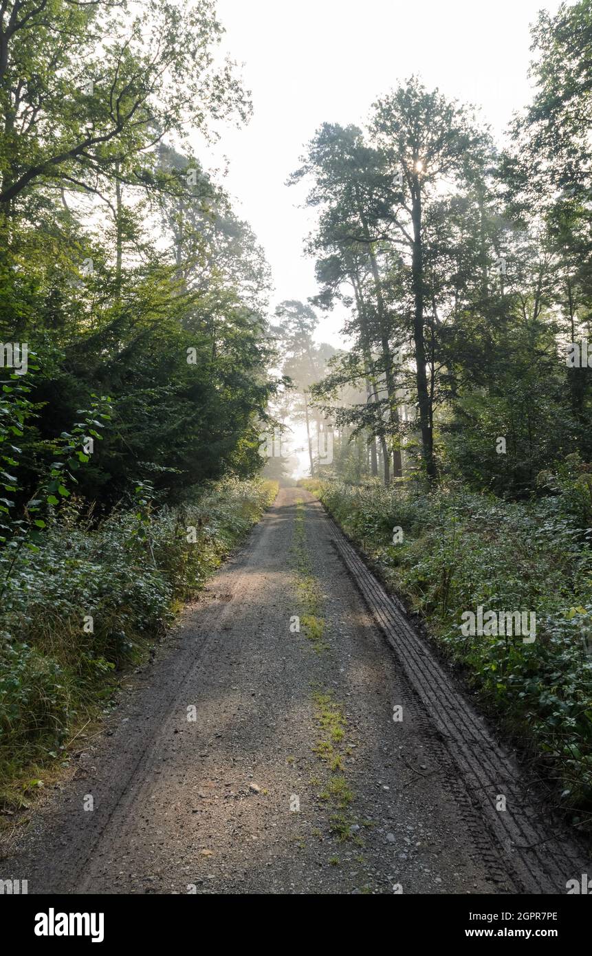 Sentier forestier ou sentier de randonnée pendant le brouillard dans ...